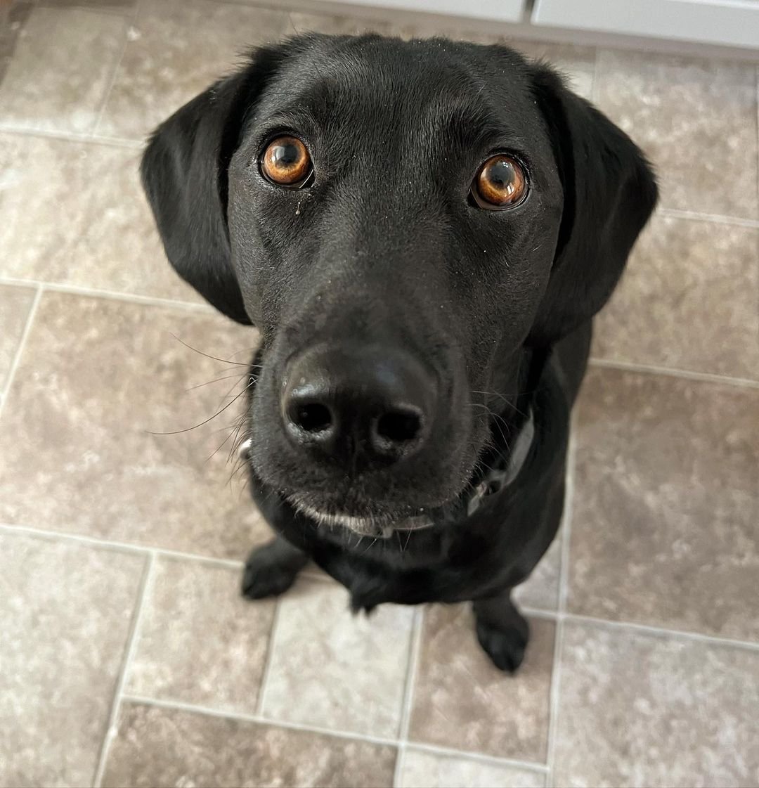 Ein Leitfaden für die 14 liebenswertesten Labrador-Mischling - Labrador ...