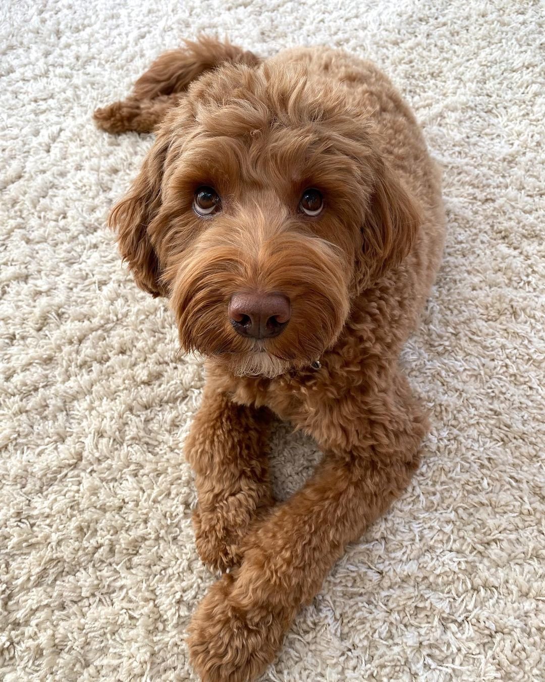 Ein Leitfaden für die 14 liebenswertesten Labrador-Mischling - Labrador ...