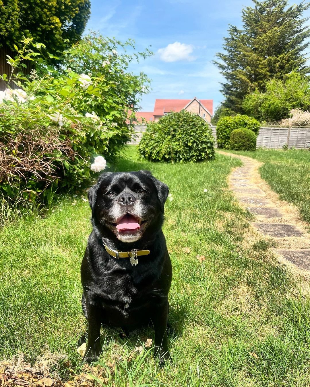 Ein Leitfaden für die 14 liebenswertesten Labrador-Mischling - Labrador ...