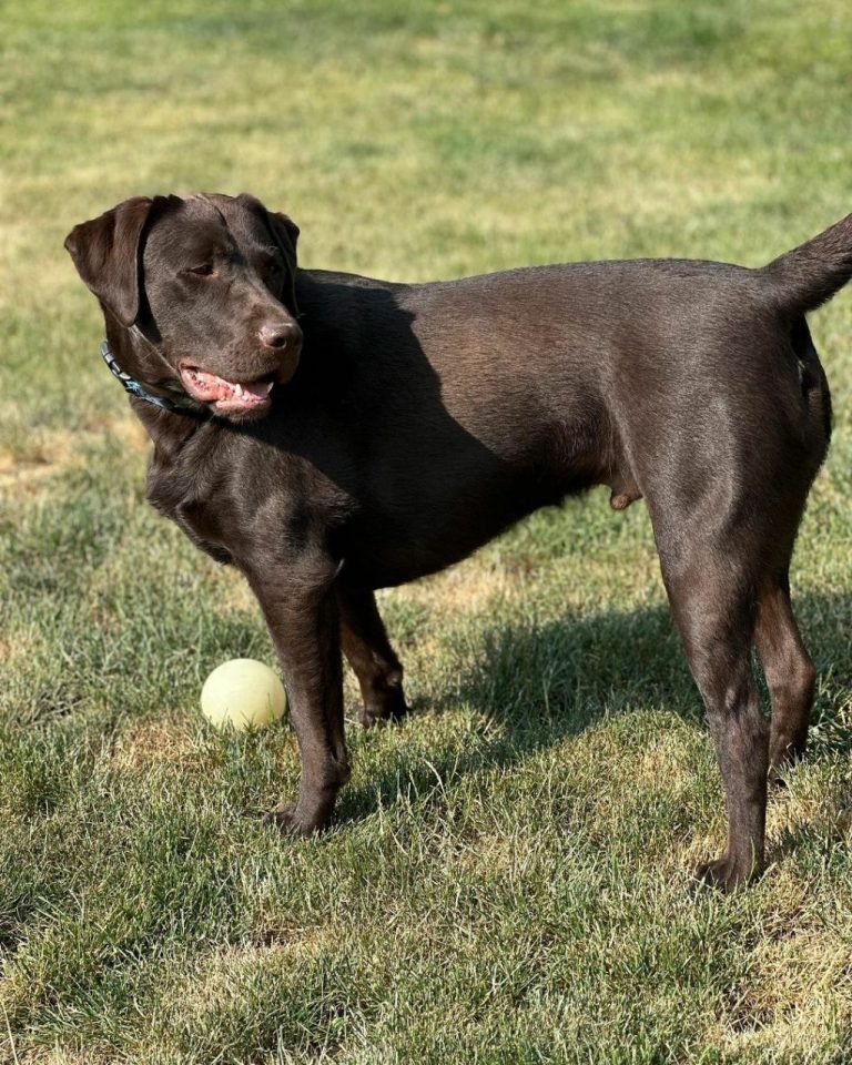 Brauner Labrador: Alles, was Sie wissen müssen - Labrador Retriever Verein