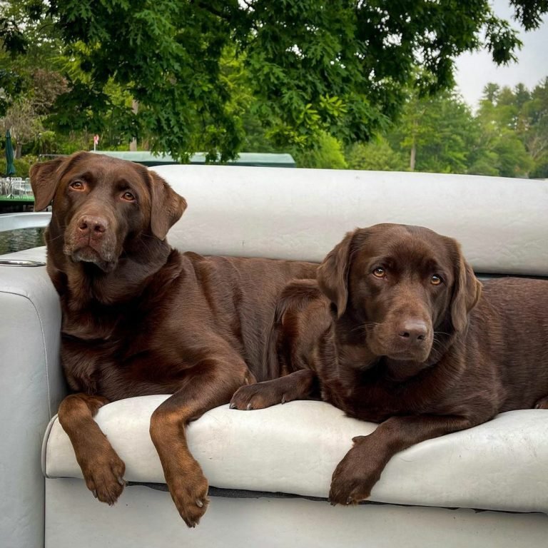 Brauner Labrador: Alles, was Sie wissen müssen - Labrador Retriever Verein