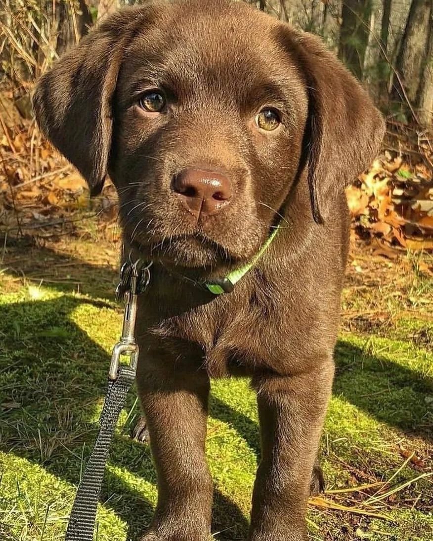 Brauner Labrador: Alles, was Sie wissen müssen - Labrador Retriever Verein